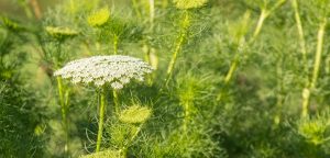 Anason - Secrete, Utilizări și Beneficii pentru Sănătate