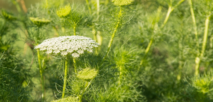 Anason - Secrete, Utilizări și Beneficii pentru Sănătate