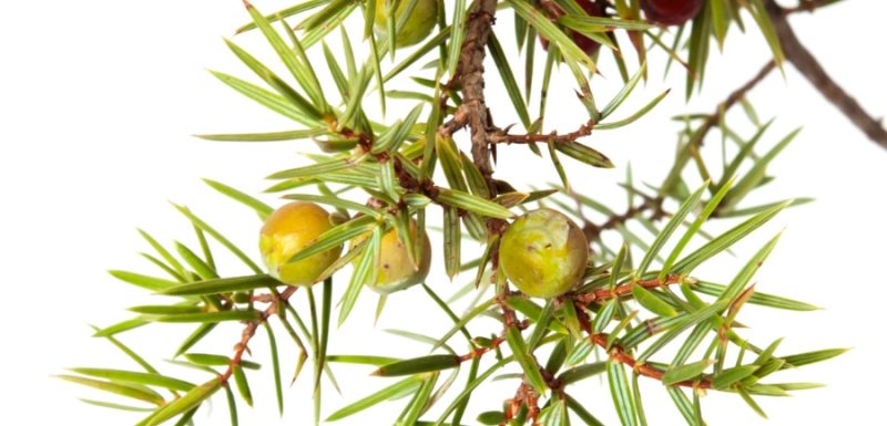 Ienupar: Beneficii, Utilizări și Rețete cu Fructe și Boabe