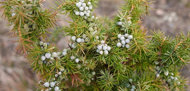 Ienupar: Beneficii, Utilizări și Rețete cu Fructe și Boabe