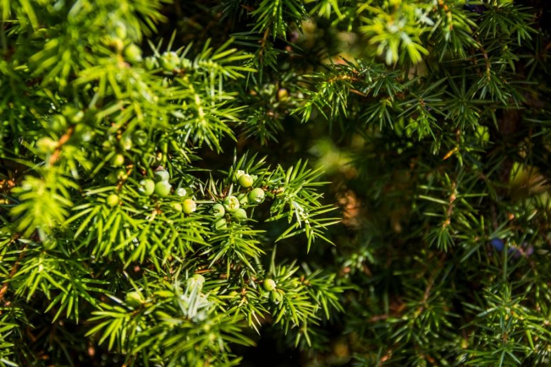 Ienupar: Beneficii, Utilizări și Rețete cu Fructe și Boabe