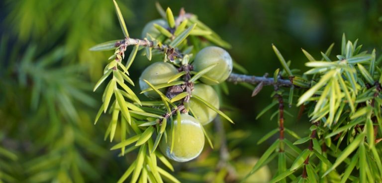 Ienupar: Beneficii, Utilizări și Rețete cu Fructe și Boabe