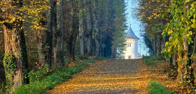 Tei: Beneficii, Utilizări și Secretele Ceaiului de Tei