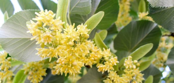 Tei: Beneficii, Utilizări și Secretele Ceaiului de Tei