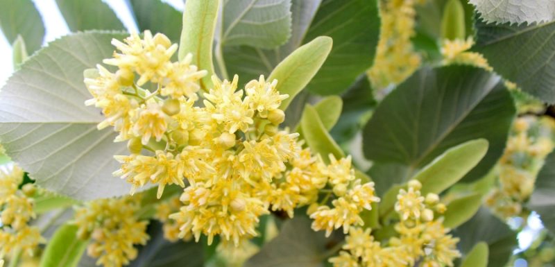 Tei: Beneficii, Utilizări și Secretele Ceaiului de Tei