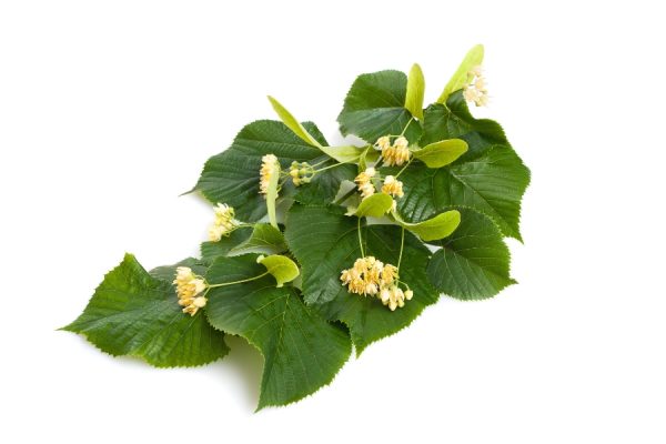 Tei: Beneficii, Utilizări și Secretele Ceaiului de Tei