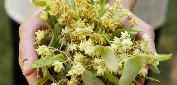 Tei: Beneficii, Utilizări și Secretele Ceaiului de Tei