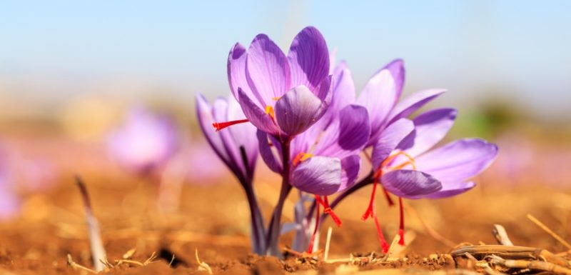 Sofran: Beneficii, Gust și Cum Se Folosește în Rutina Ta