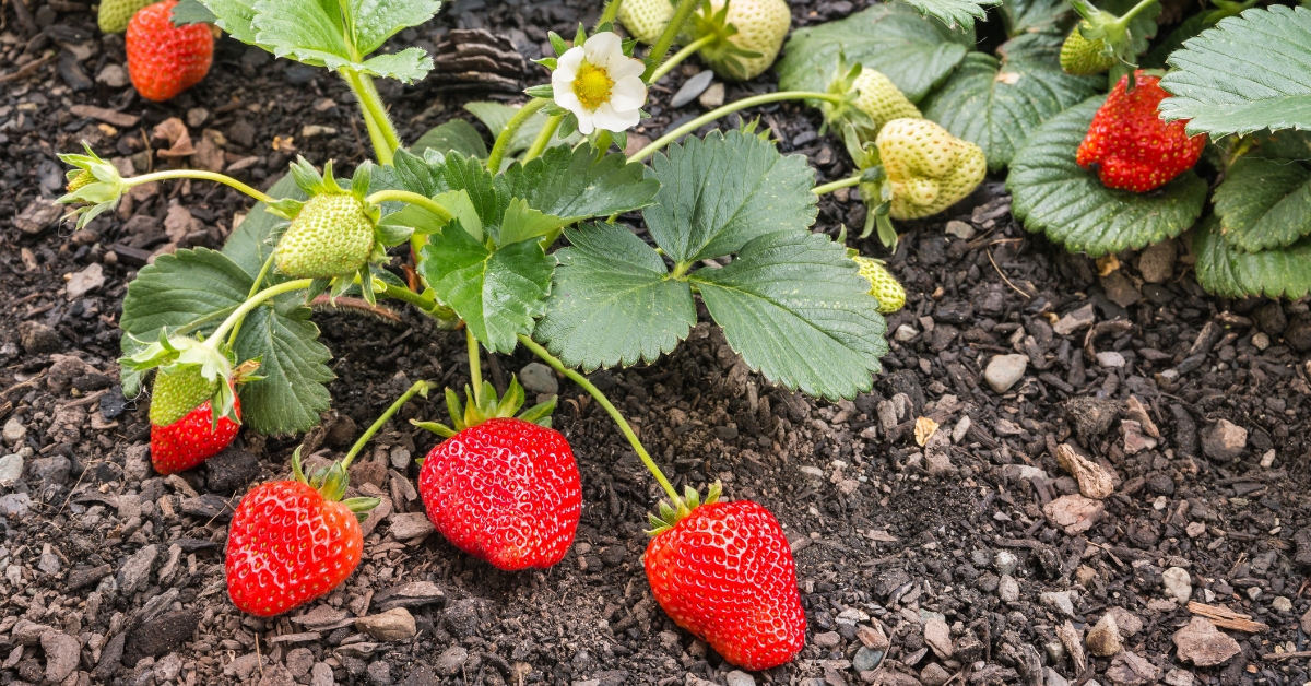 Capsuni: Beneficii, Contraindicatii și Informații Utile