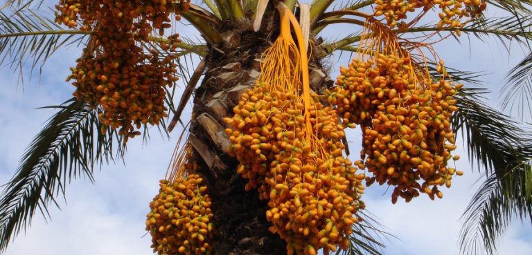 Curmale: Beneficii, Contraindicații și Utilizări