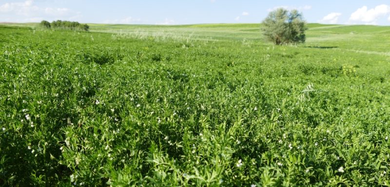 Linte: Totul despre Proprietățile și Beneficiile Plantei