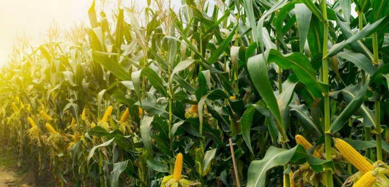 Porumb: Beneficii, Informații și Valori Nutritive Esențiale