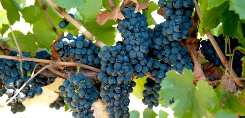 Struguri: Proprietăți, Beneficii si Contraindicații