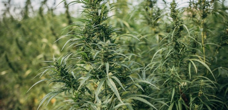 Seminte de Canepa: Beneficii, Contraindicatii și Utilizări